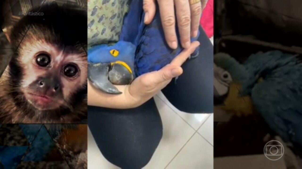 Memes 'fofos' e figurinhas de macacos escondem maus-tratos, apontam ...