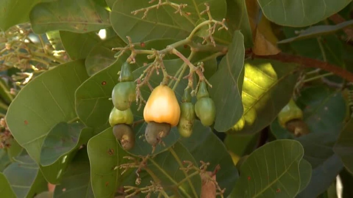 Aprenda a preparar um doce de cajuí, variação do caju no cerrado ...