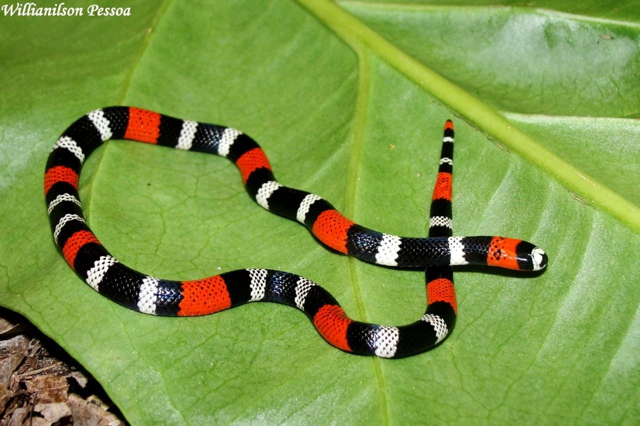 Cobra-coral verdadeira pode ser preta e branca; coloração varia entre ...