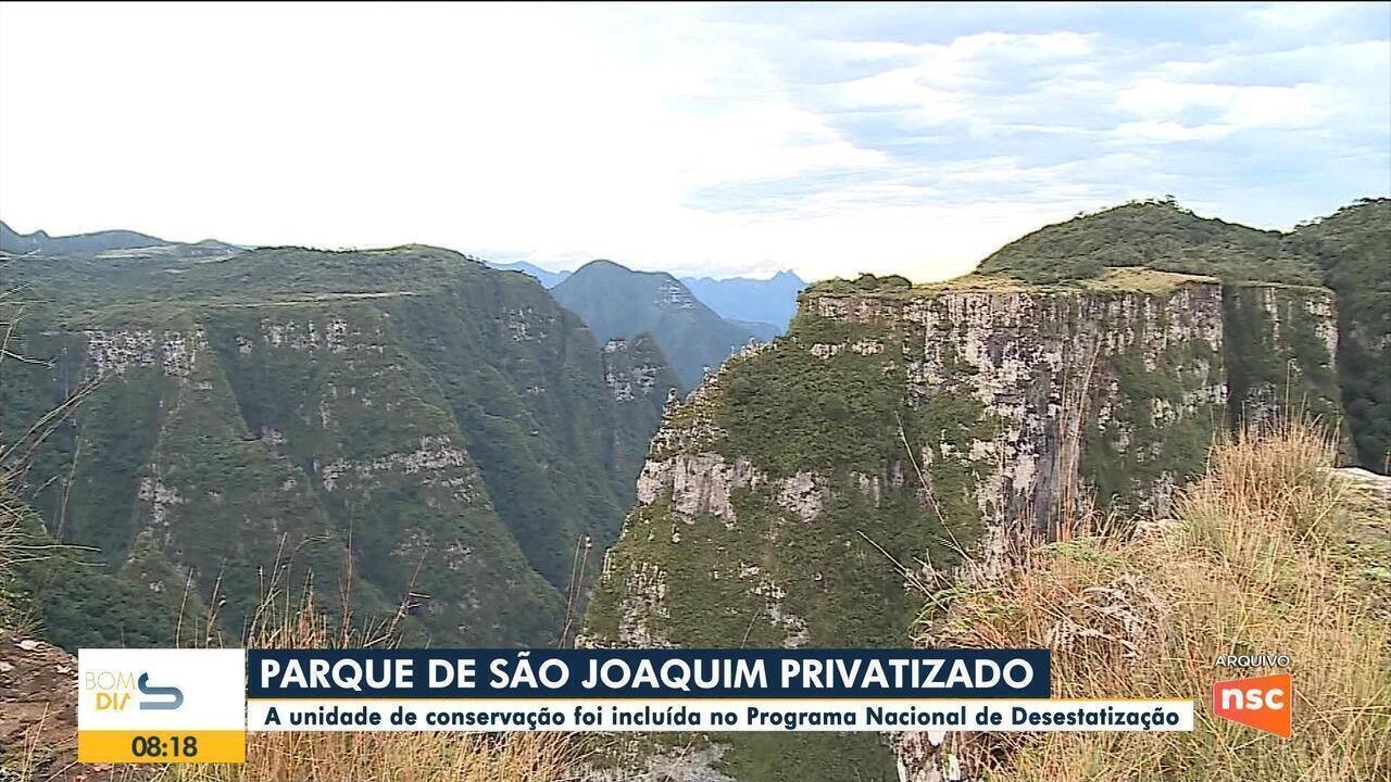 Prosopanche Demogorgoni: Conheça planta descrita pela 1ª vez na Mata ...