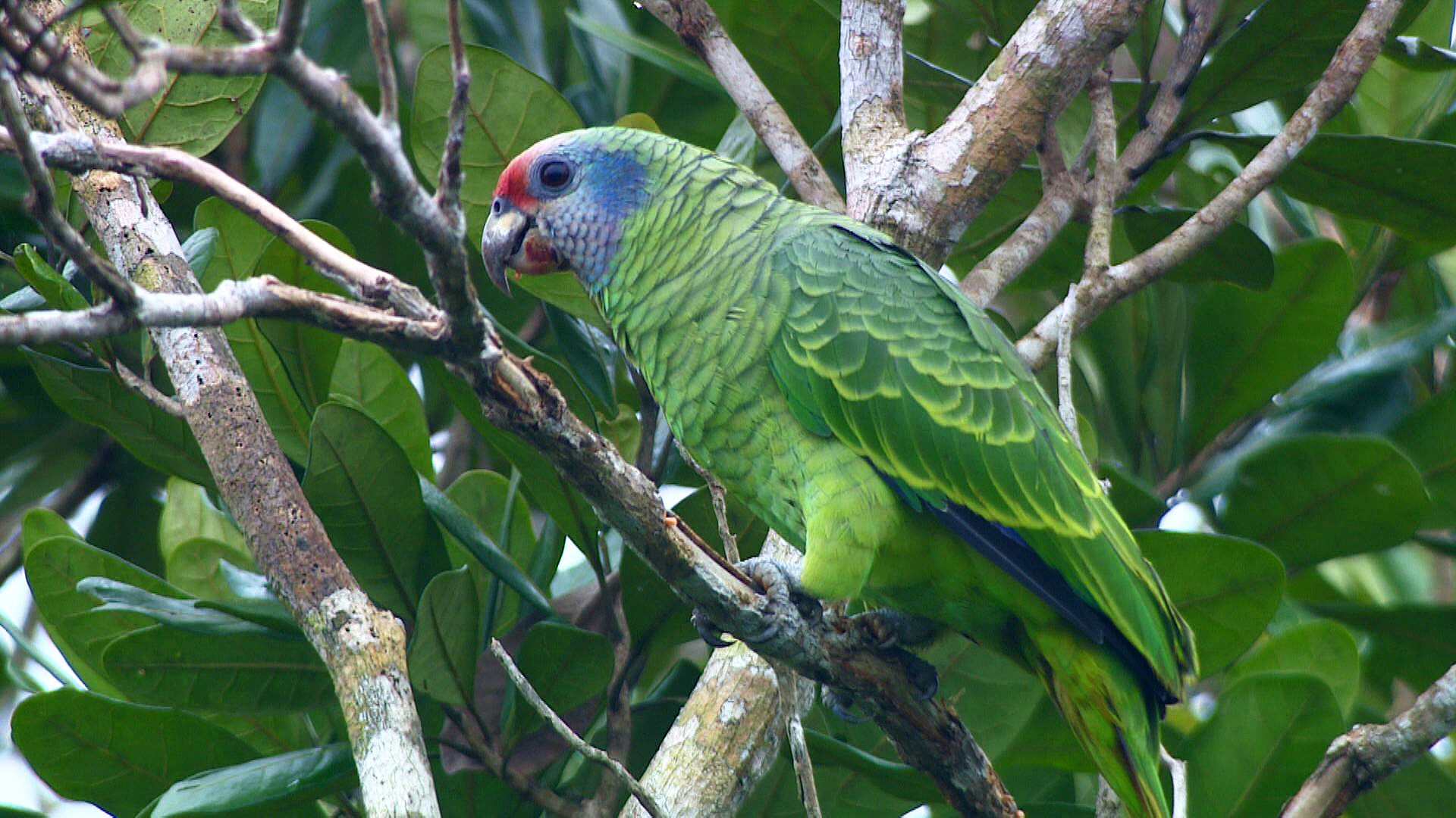 ONG promove campanha para financiar censo 2025 do papagaio-de-cara-roxa ...