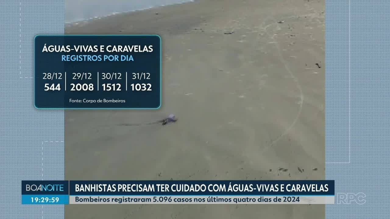Acidentes com águas-vivas passam de 7 mil no litoral do Paraná; saiba ...