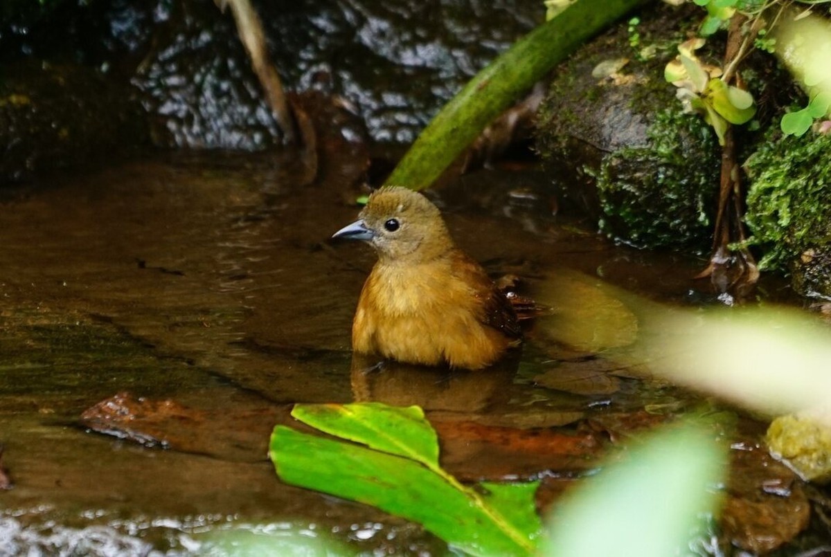 Aves apreciam chuva e poças de água para tomar banho