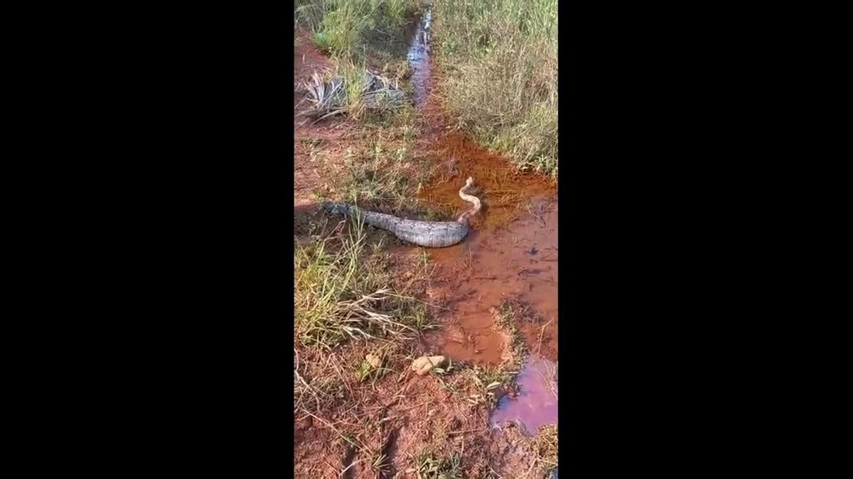 Jiboia é resgatada em lago de praça logo após engolir presa; vídeo ...