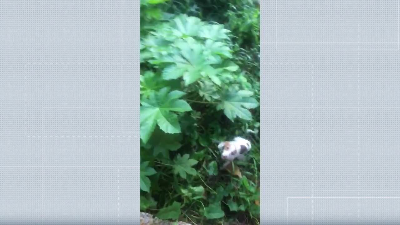 VÍDEO: Mulher é flagrada abandonando cachorro em Levy Gasparian | Sul ...