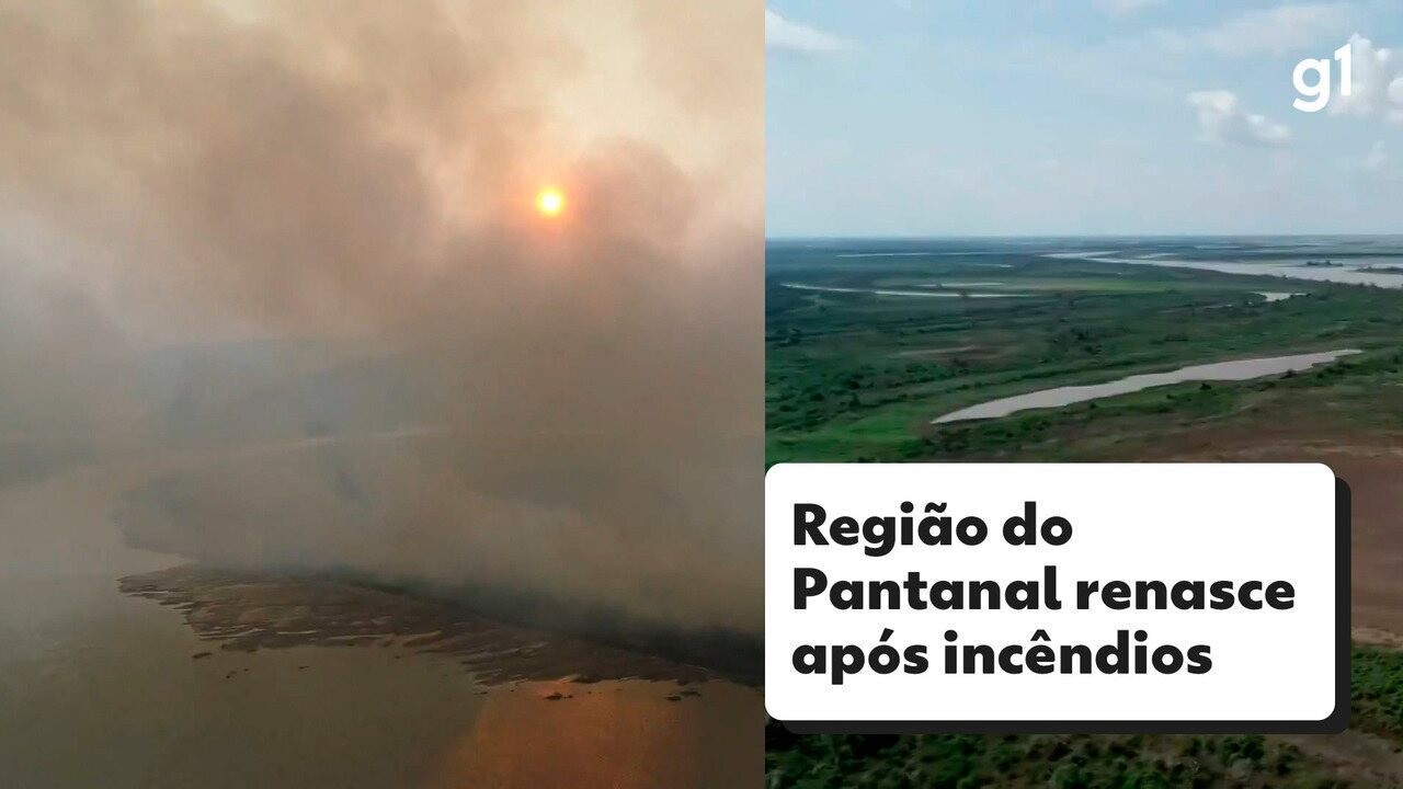 Pantanal Antes E Depois Do Fogo Chuva Começa A Mudar Paisagem
