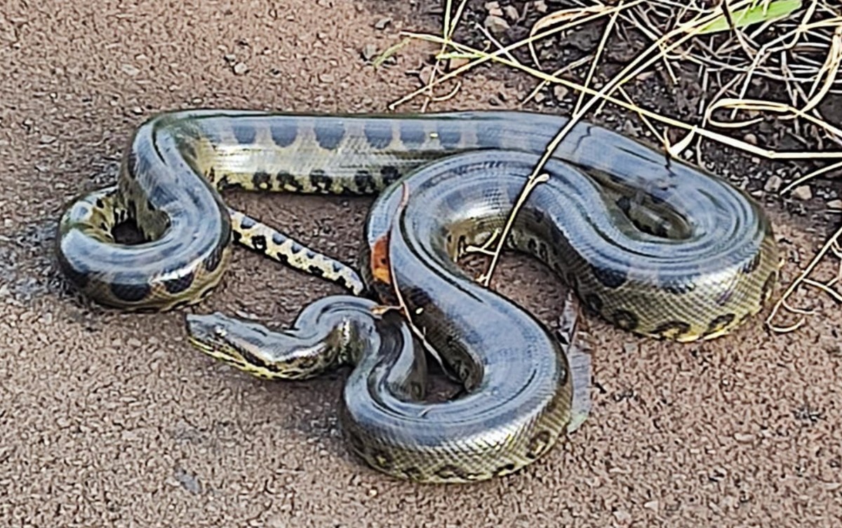 Sucuri verde é resgatada pelos bombeiros no quintal de casa em Goiás ...