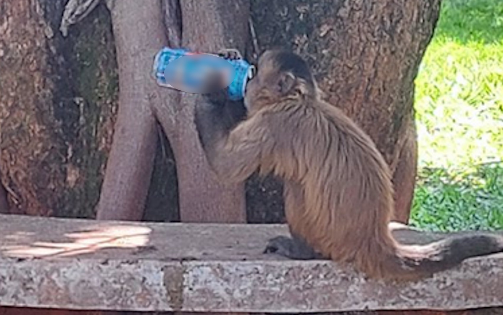 Foto de macaco bebendo energético em universidade de Goiânia viraliza ...