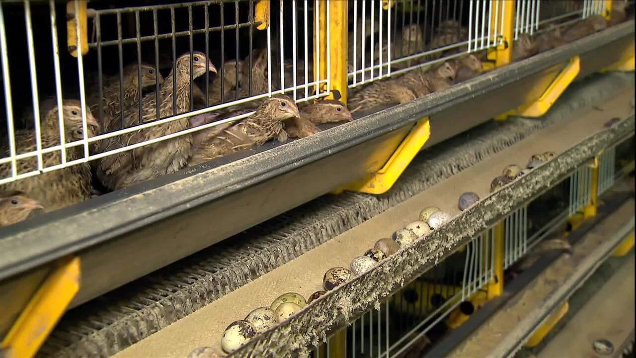 Como começar uma criação de codornas para produção de carne e ovos | G1