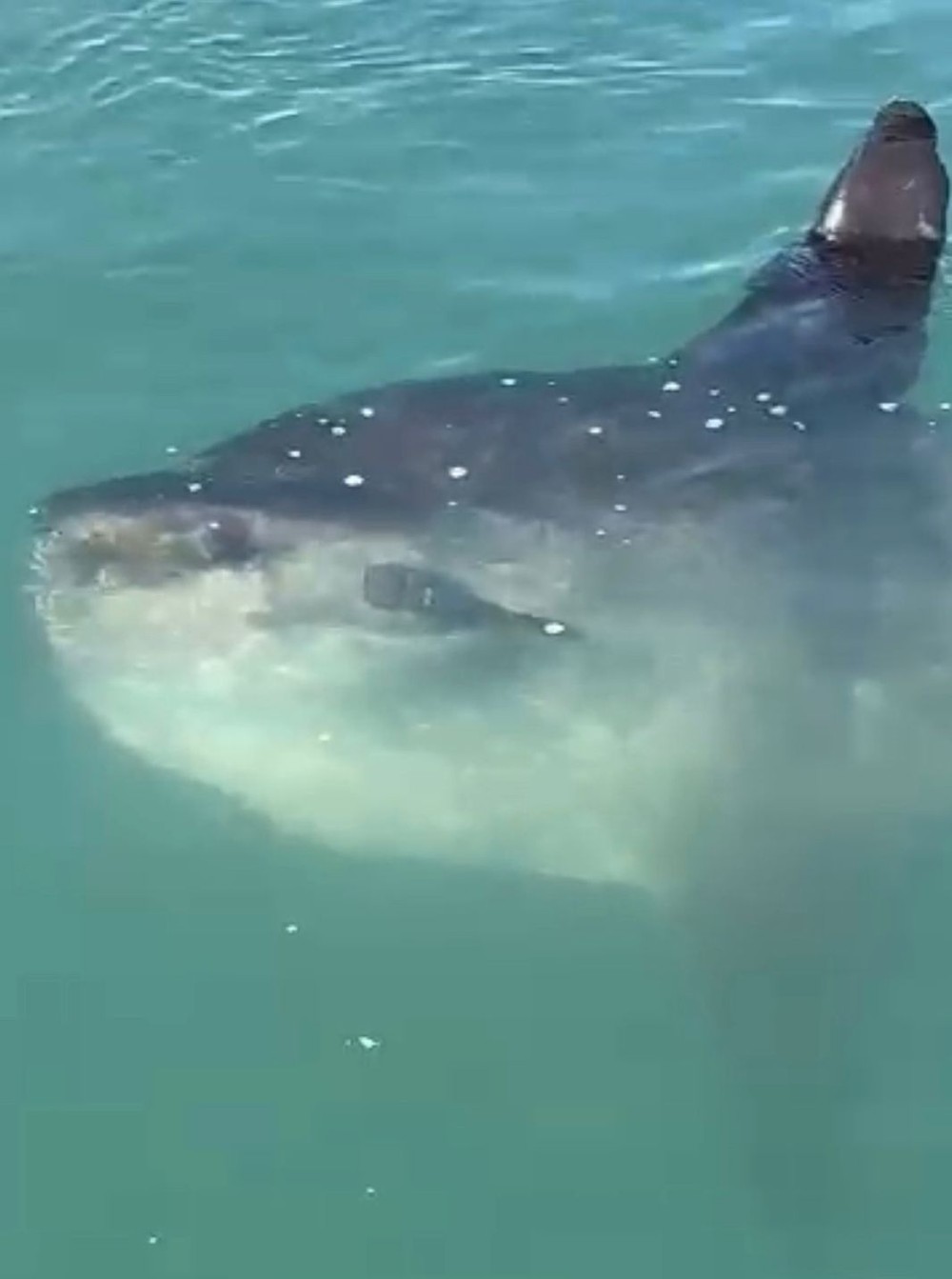 Registro raro de peixe-lua é feito na costa de Santa Catarina: ‘Muito ...