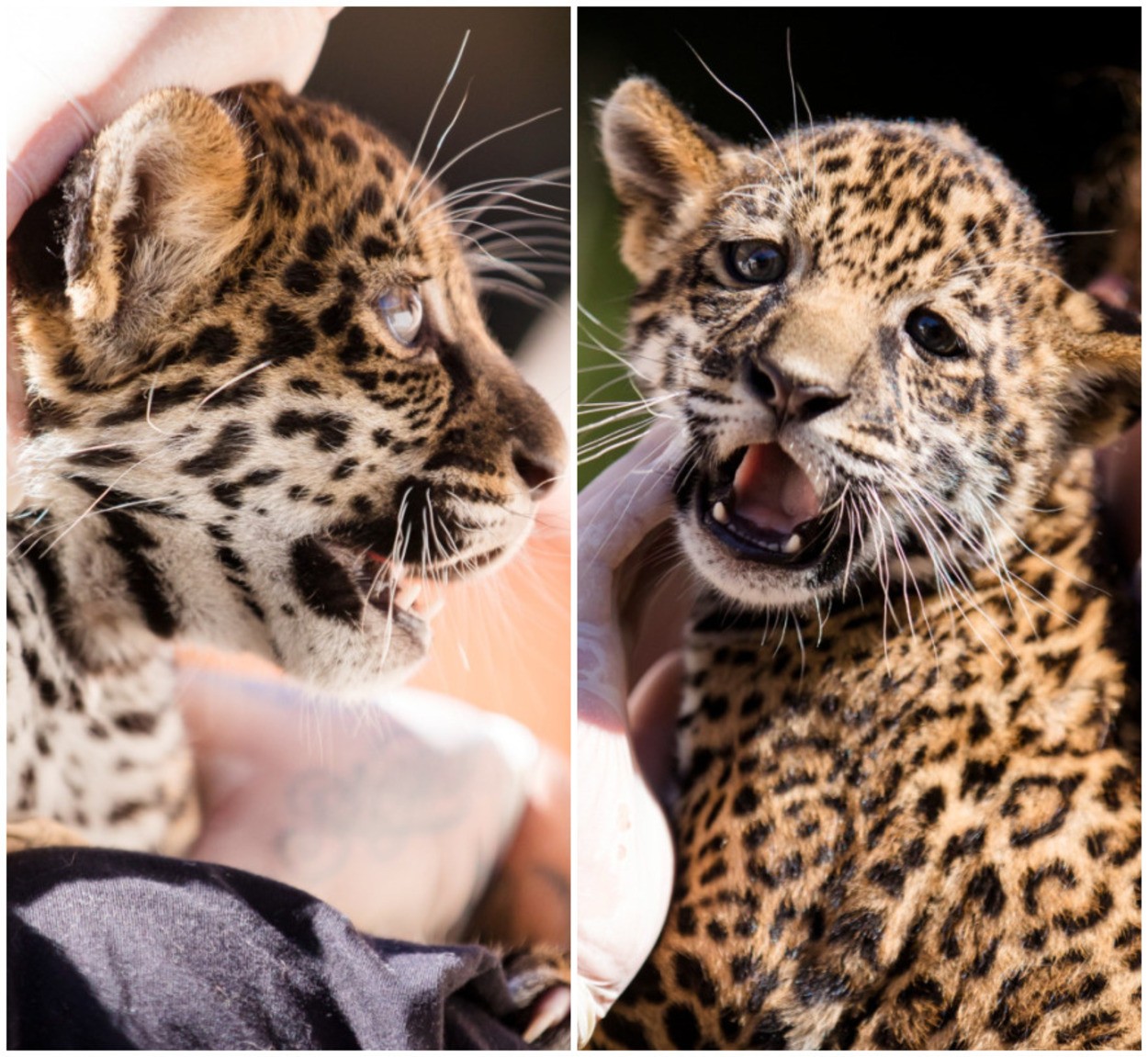 'Bravinha linda': filhote de onça-pinta nasce em São Carlos | G1