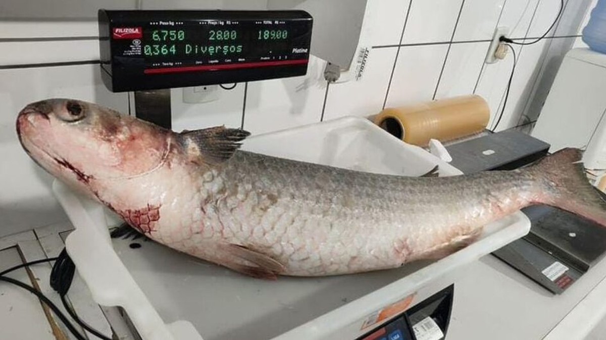 Tainha de quase 7kg: o que explica safra de peixes maiores capturados ...