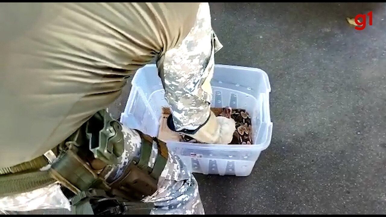 Cobra de mais de 2 metros é encontrada em emissora de TV na Bahia ...