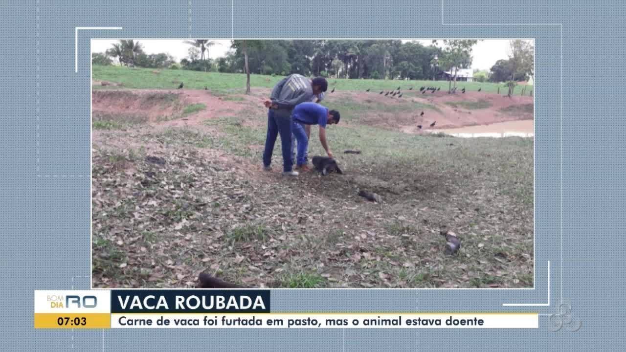 Criminosos matam vaca picada por cobra e furtam toda a carne em RO ...