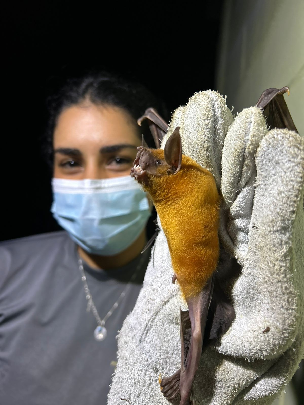 Sem registro há mais de uma década, pesquisadores encontram morcego ...