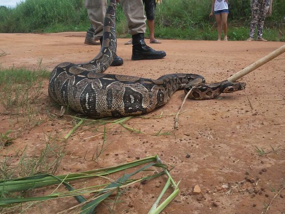 Entenda por que as cobras estão aparecendo com mais frequência nas ...