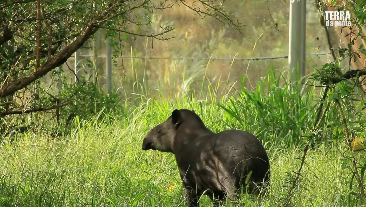 Anta e gavião-carrapateiro: entenda como espécies interagem para ...