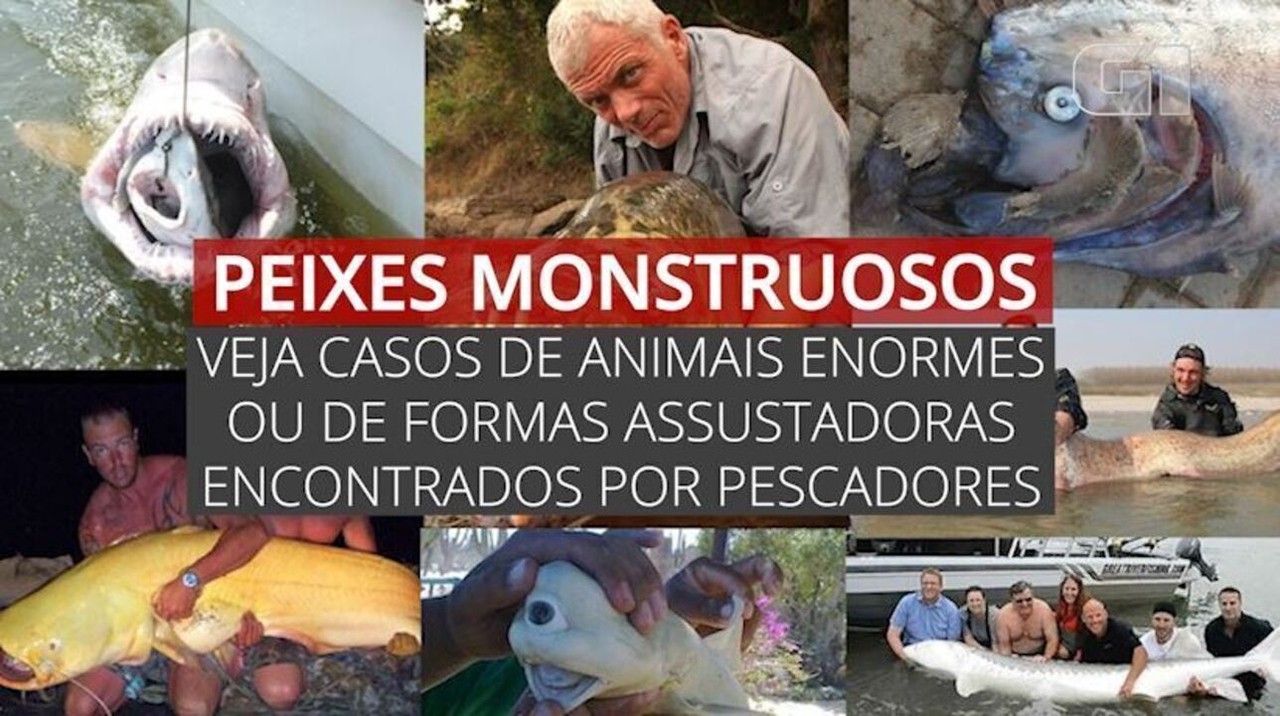 'Monstro do rio' de 109 kg é pescado nos EUA; peixe pode ter mais de ...