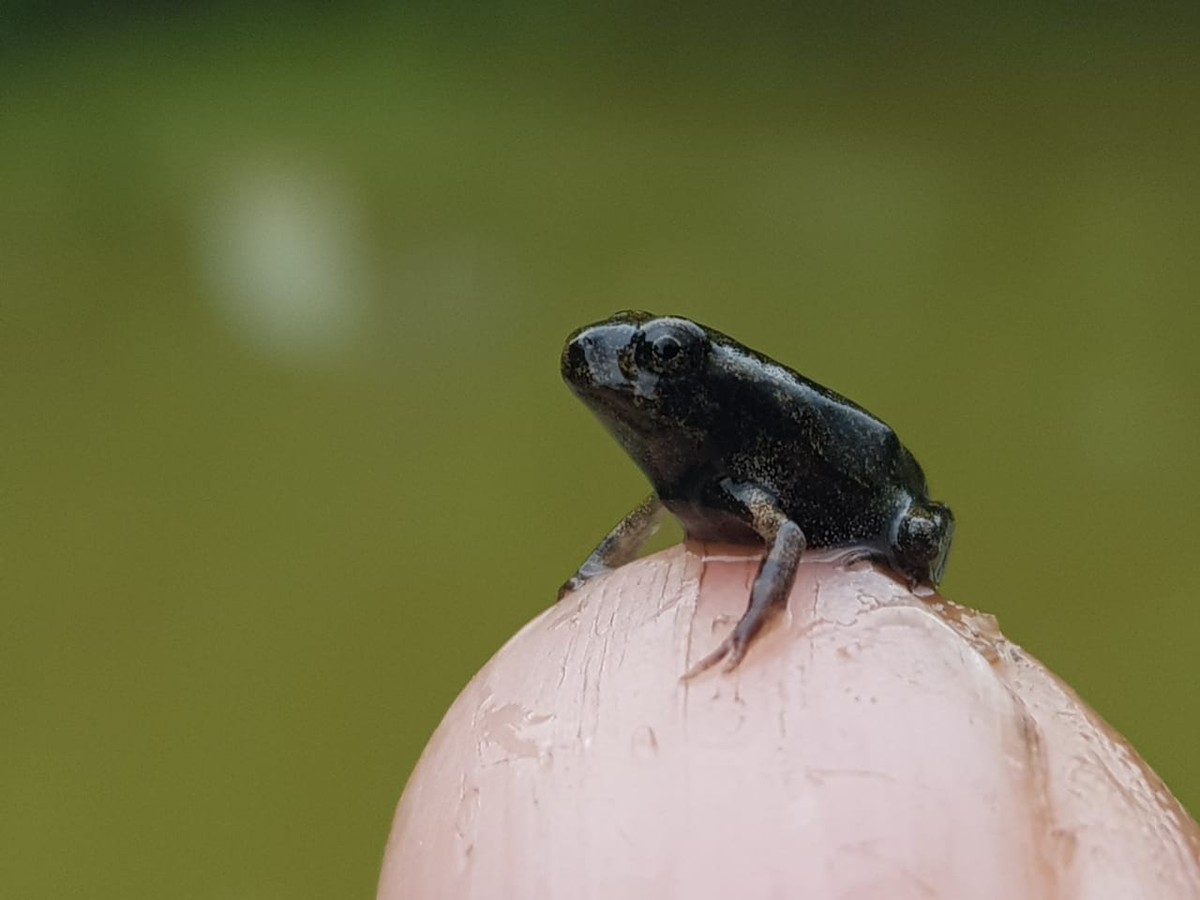 Características de anfíbios variam entre as fases de desenvolvimento ...