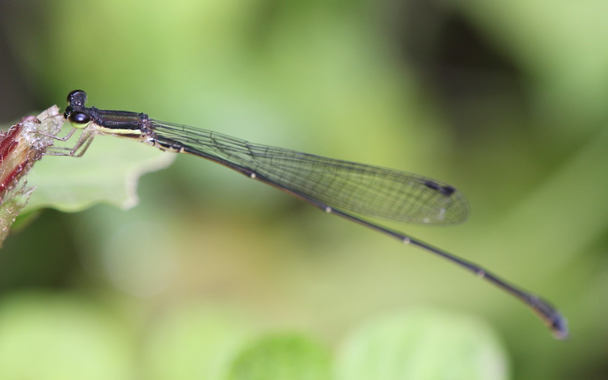 Nova espécie de inseto do Brasil faz homenagem à Rainha Elizabeth II ...