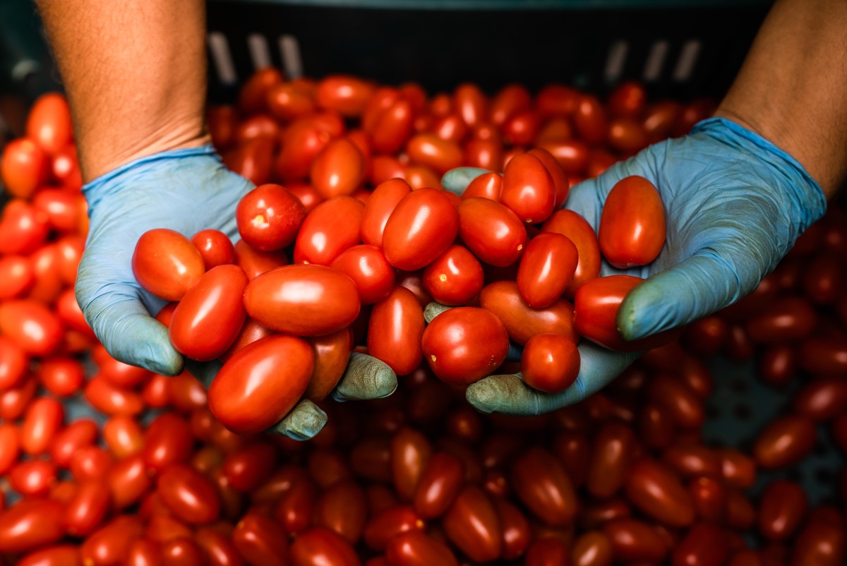 Entenda por que tomate é considerado fruta | Agronegócios | G1
