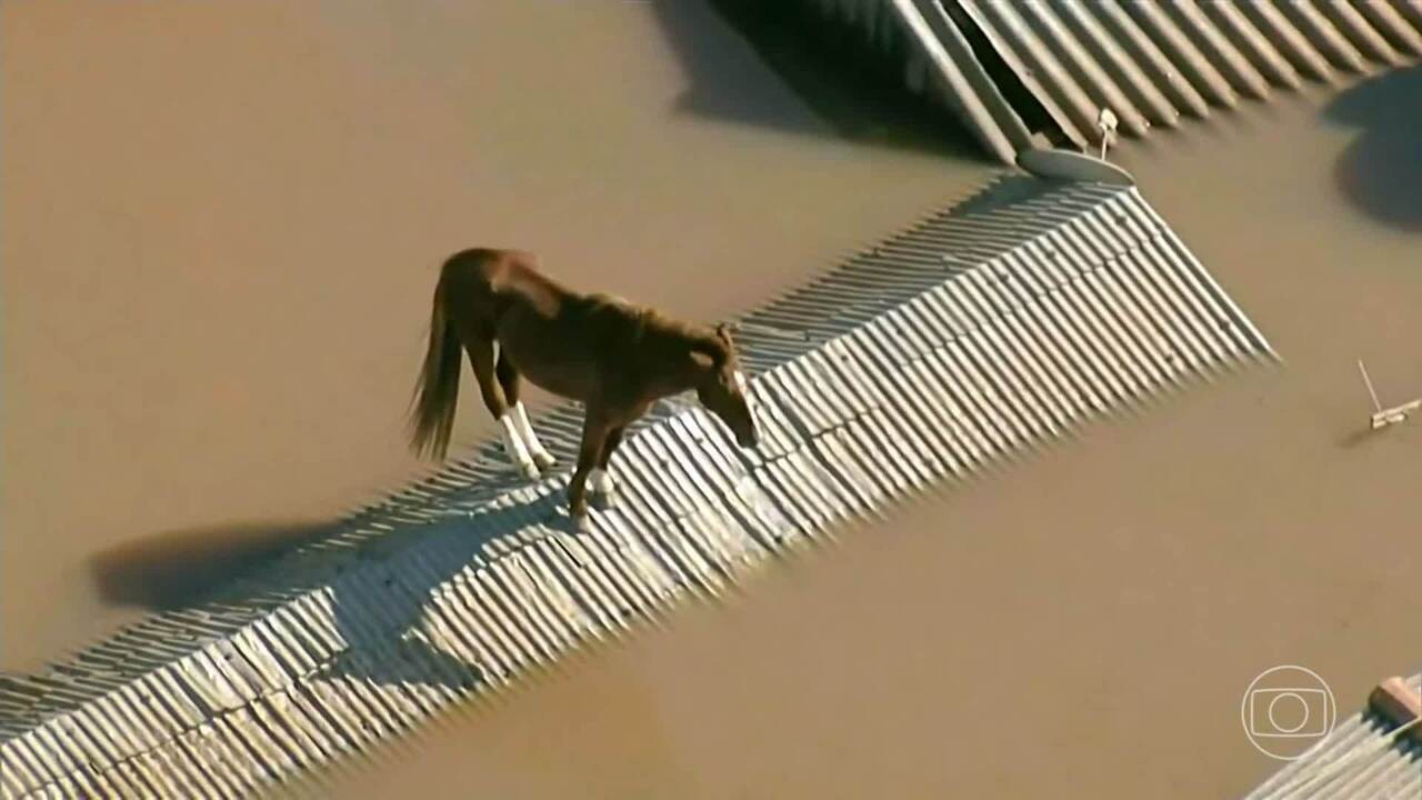 História de amor e sobrevivência: entenda a relação do RS com o cavalo ...