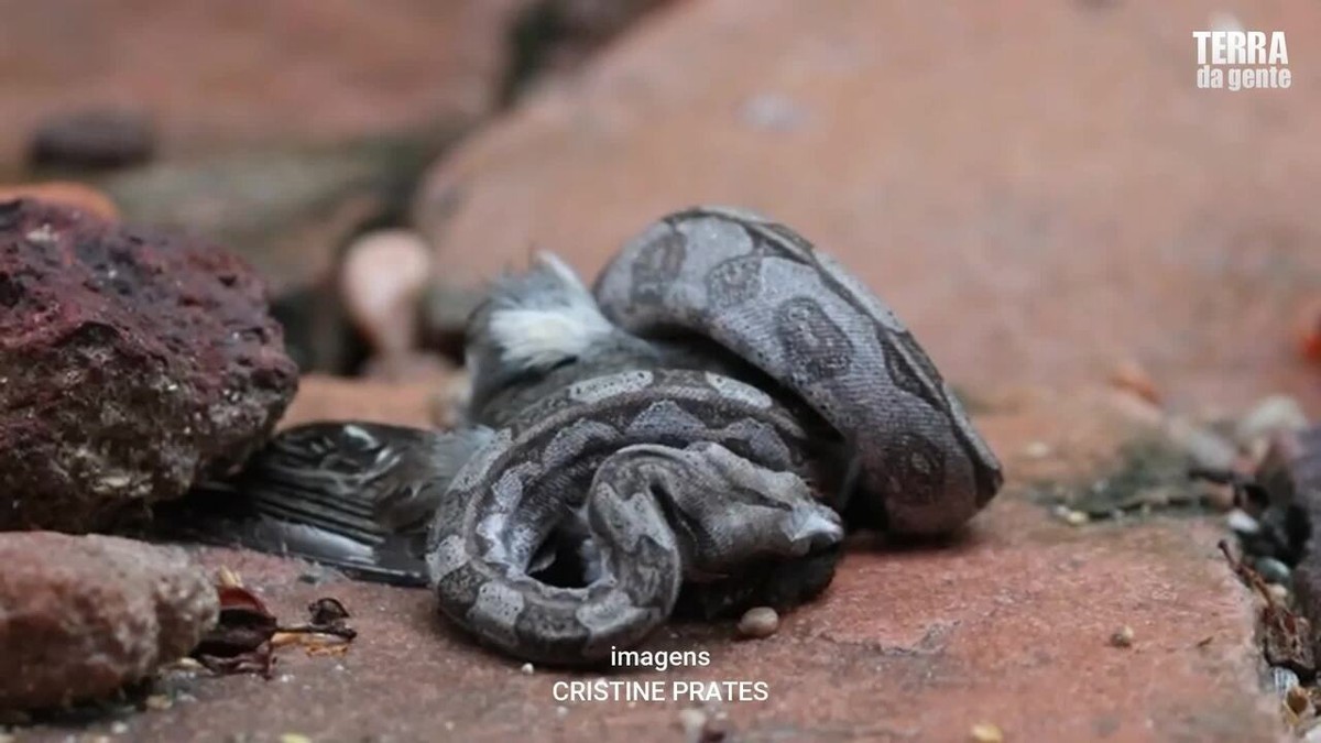 Vídeo mostra jiboia predando cardeal-do-nordeste na Chapada da ...