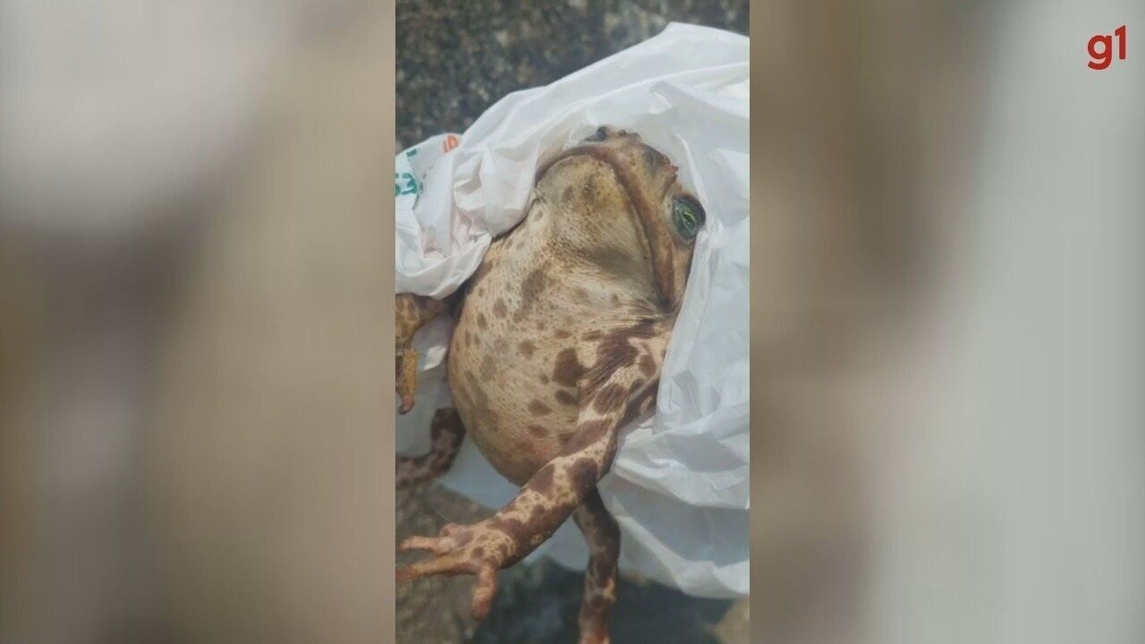 Sapo-cururu é encontrado com a boca colada no interior de SP; VÍDEO ...
