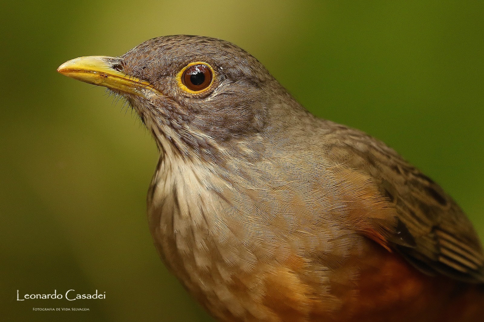Você sabia que o sabiá sabia assobiar? | Terra da Gente | G1