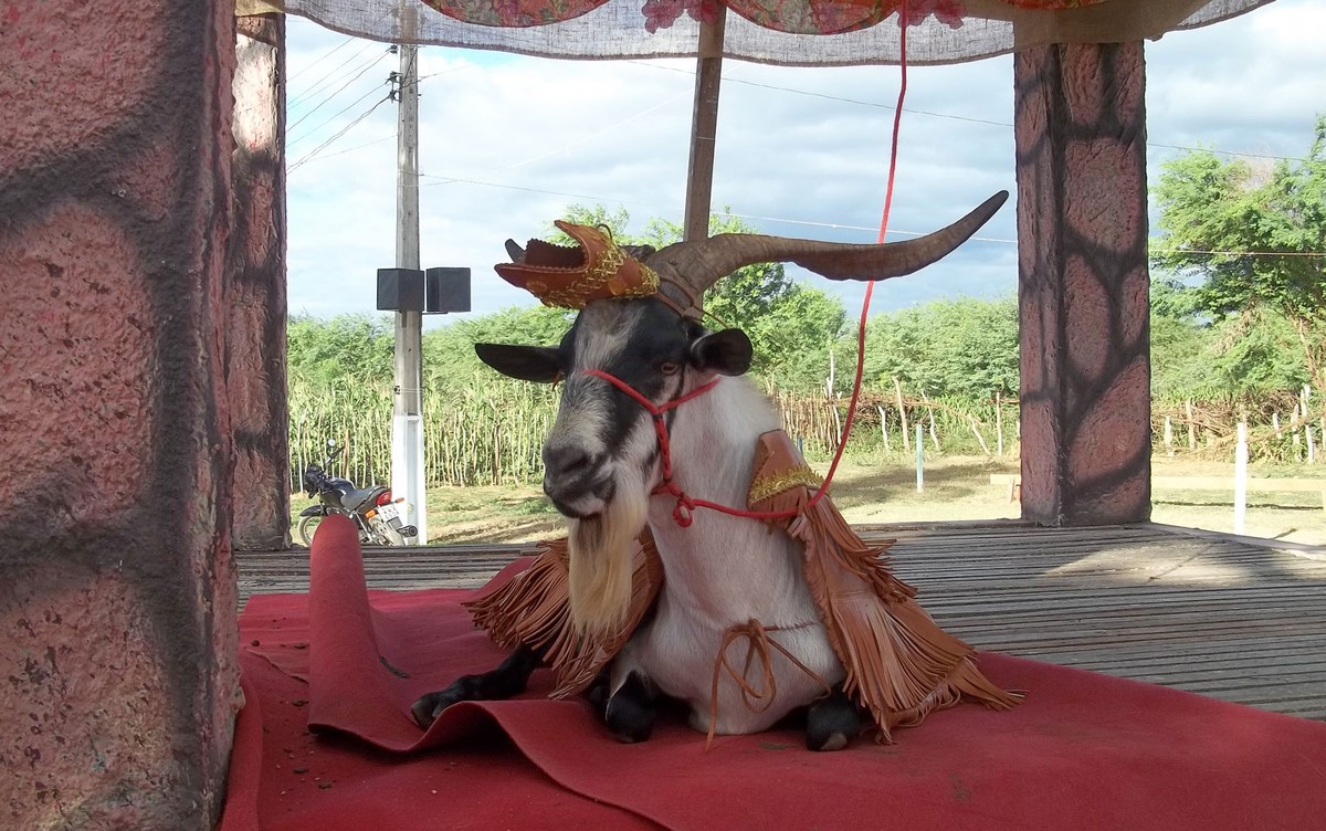Divulgada programação da Festa do Bode Rei 2017 em Cabaceiras, Agreste ...