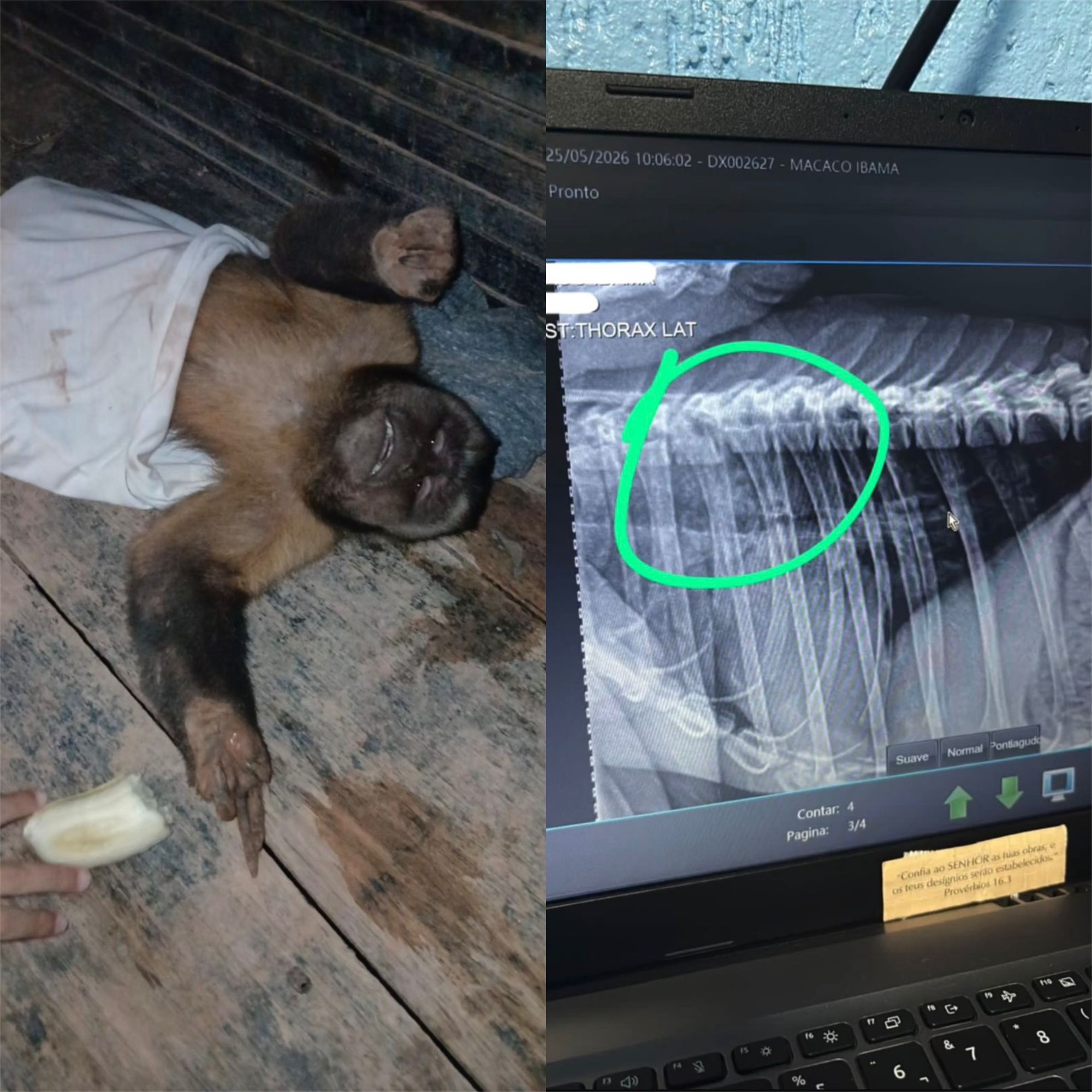 Macaco-prego morre após ser achado com coluna quebrada em RO | G1