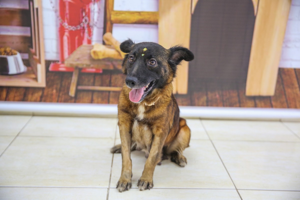 Centro de Bem Estar Animal de Poá realiza campanha para adoção de cães ...