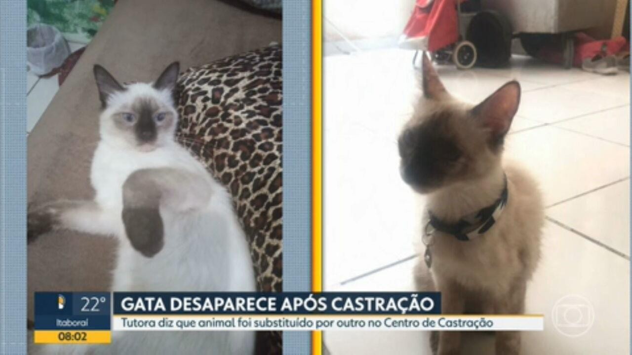 Mulher leva gata para castração em posto, animal desaparece, e tutora ...