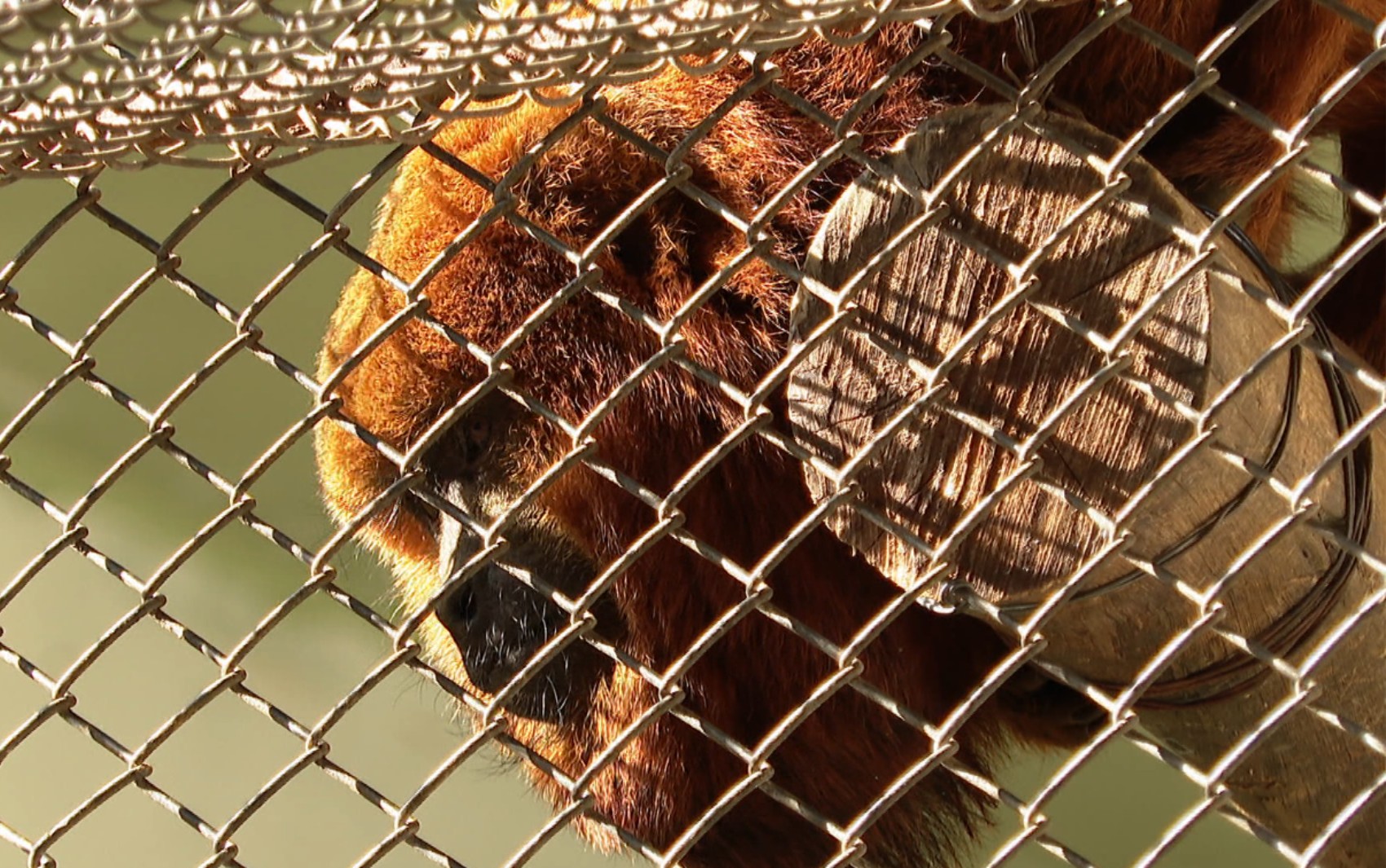 Vítimas frequentes da febre amarela, macacos sofrem com desinformação ...