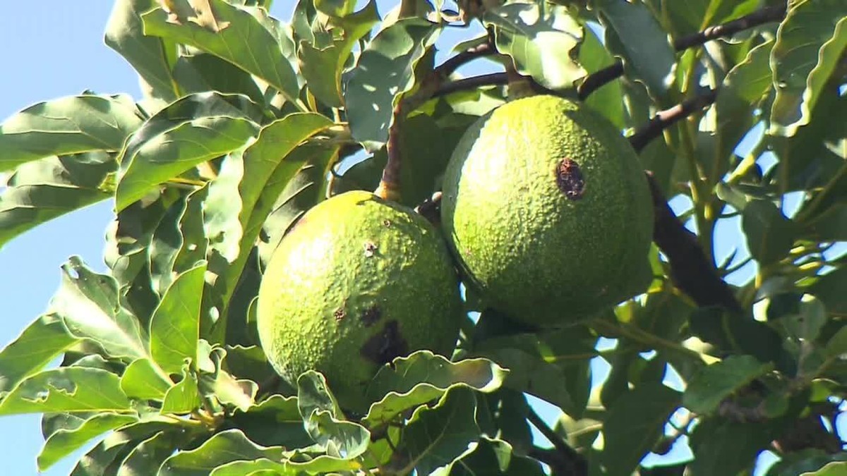 Paraná é o terceiro maior produtor de abacate do Brasil, aponta estudo ...