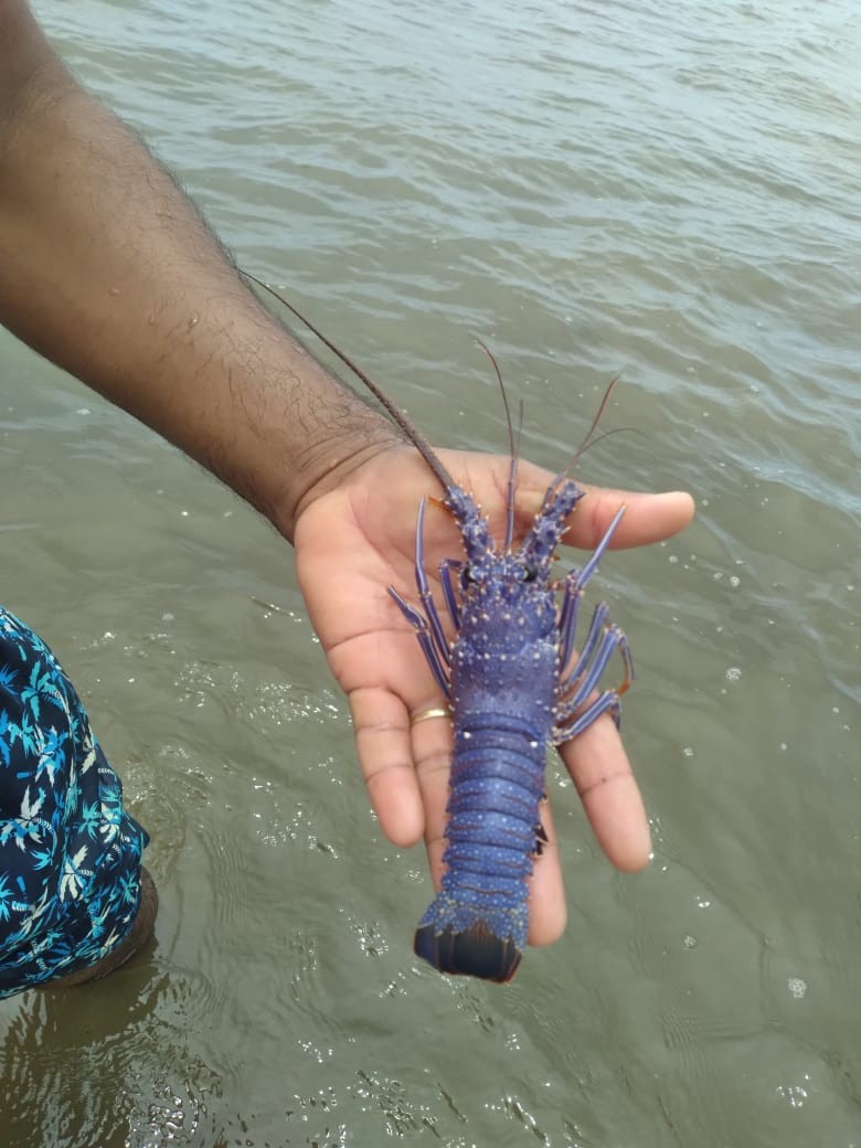 Rara lagosta azul é encontrada por pescador em Maragogi, litoral Norte ...