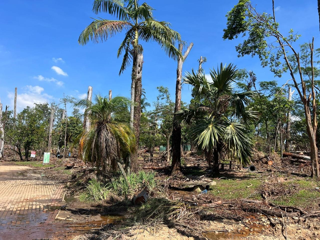 Campinas inicia demolição de 181 árvores e Lagoa do Taquaral tem ...