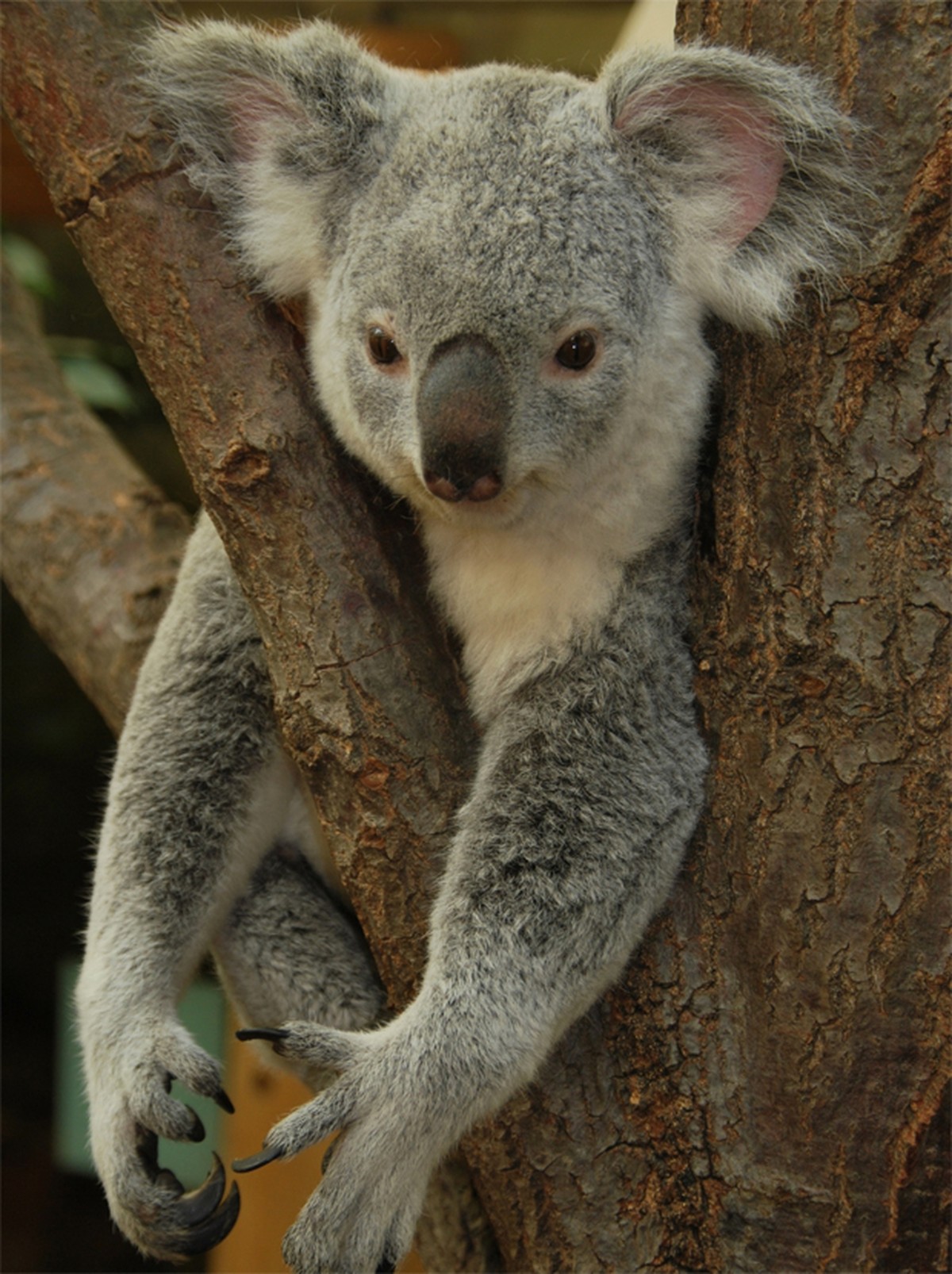 Coala pode desaparecer de algumas paisagens da Austrália, diz estudo