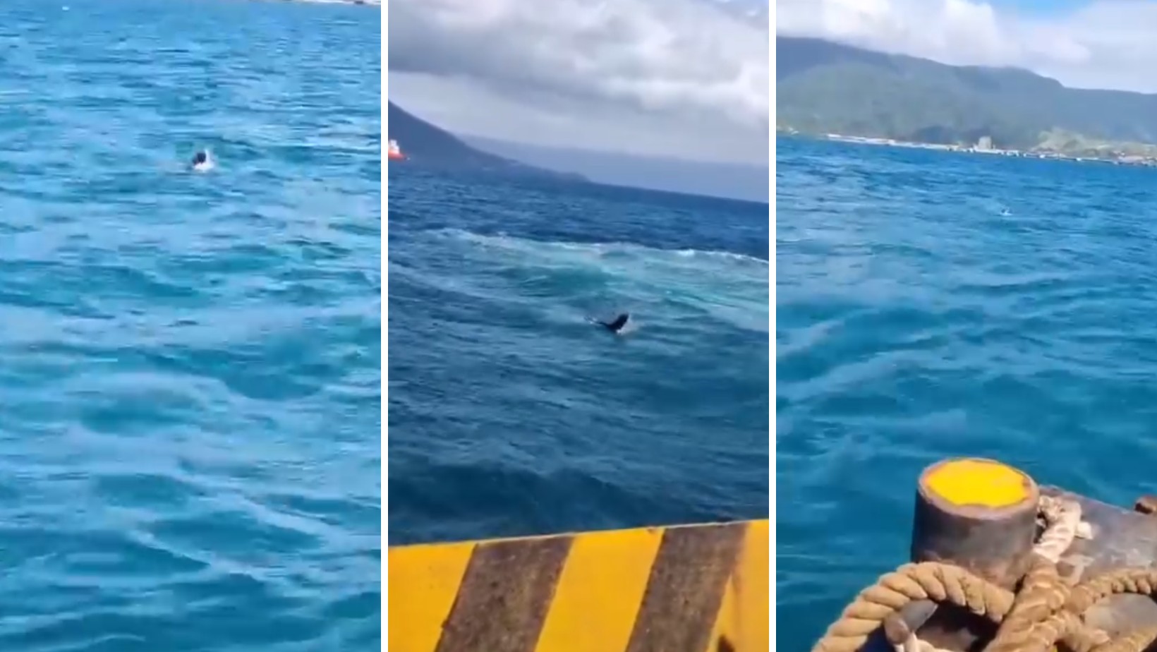 Cachorro é resgatado após pular da balsa e ficar à deriva no mar em SP | G1