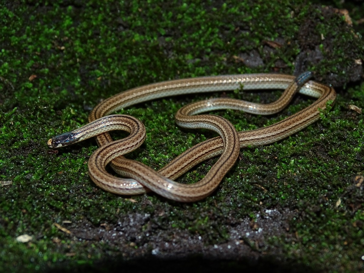 Cobras desaparecidas há mais de 40 anos são redescobertas no ES | Terra ...