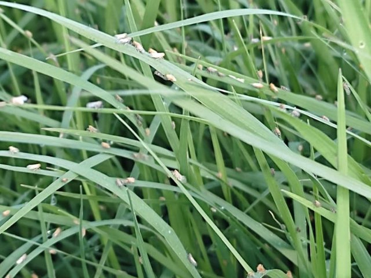 Pesquisadores identificam nova praga de pastagens em SC: 'surtos ...