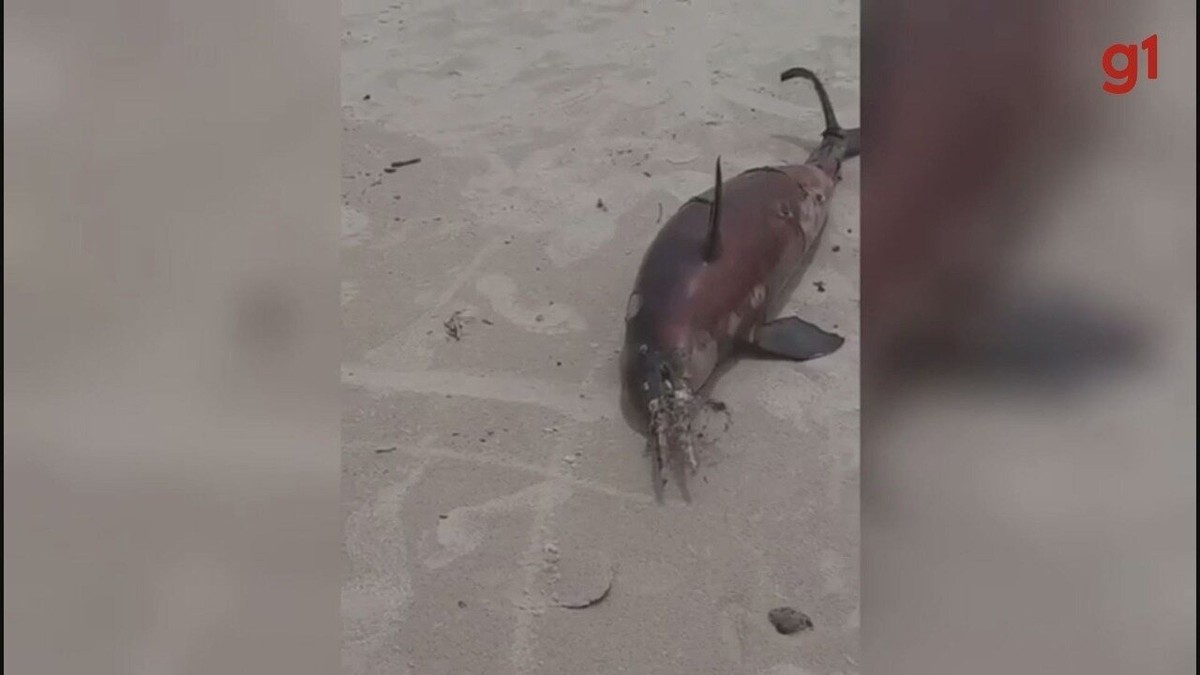 Toninha é encontrada morta com objeto de pesca preso ao focinho no ...