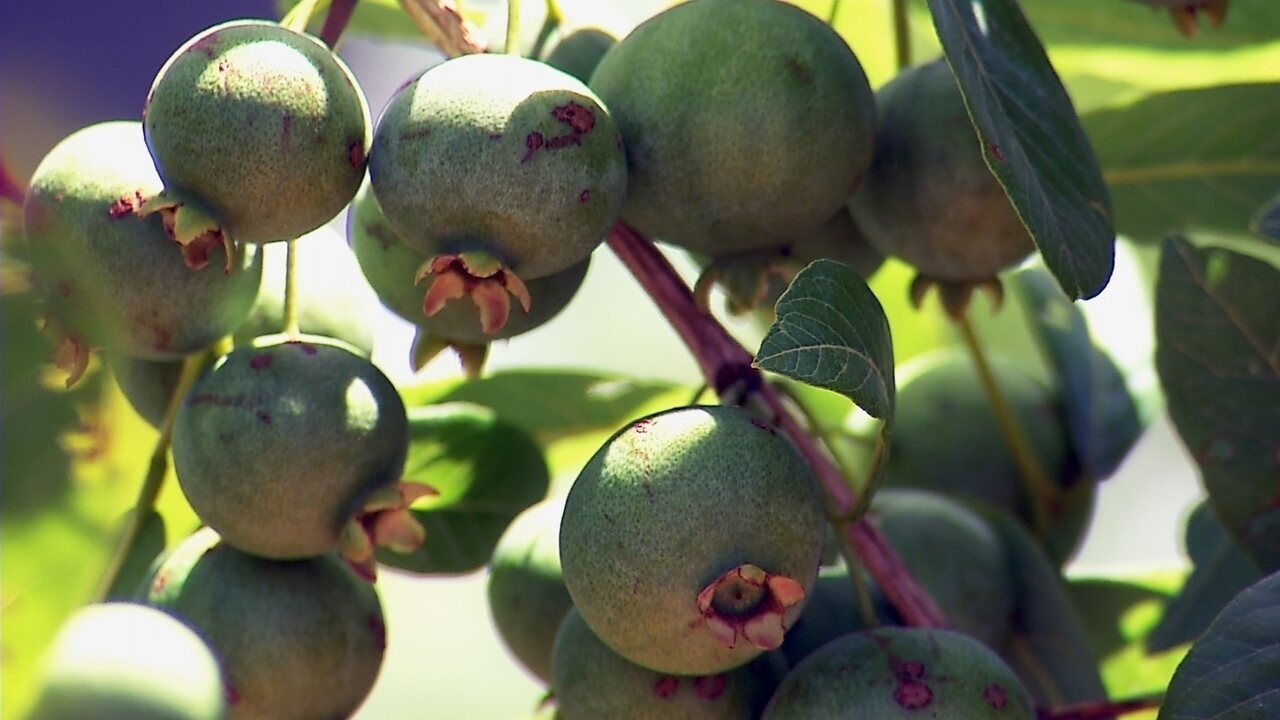 Produtor investe no cultivo da gabiroba no interior de SP | Nosso Campo ...