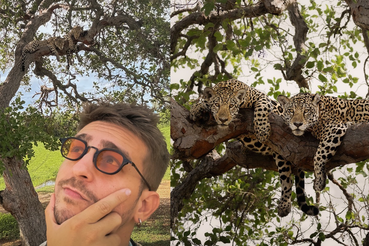 Biólogo encontra onça-pintada e filhote no alto da árvore no Pantanal | G1