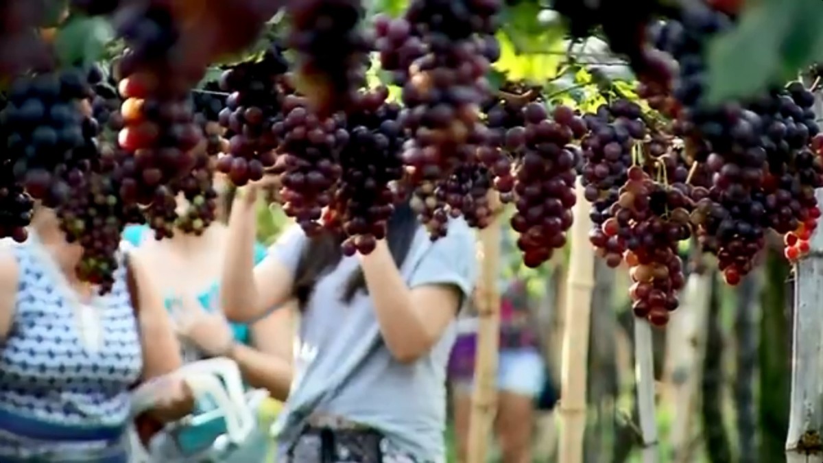 Produtores apostam no sistema colha e pague para aumentar renda | Nosso ...