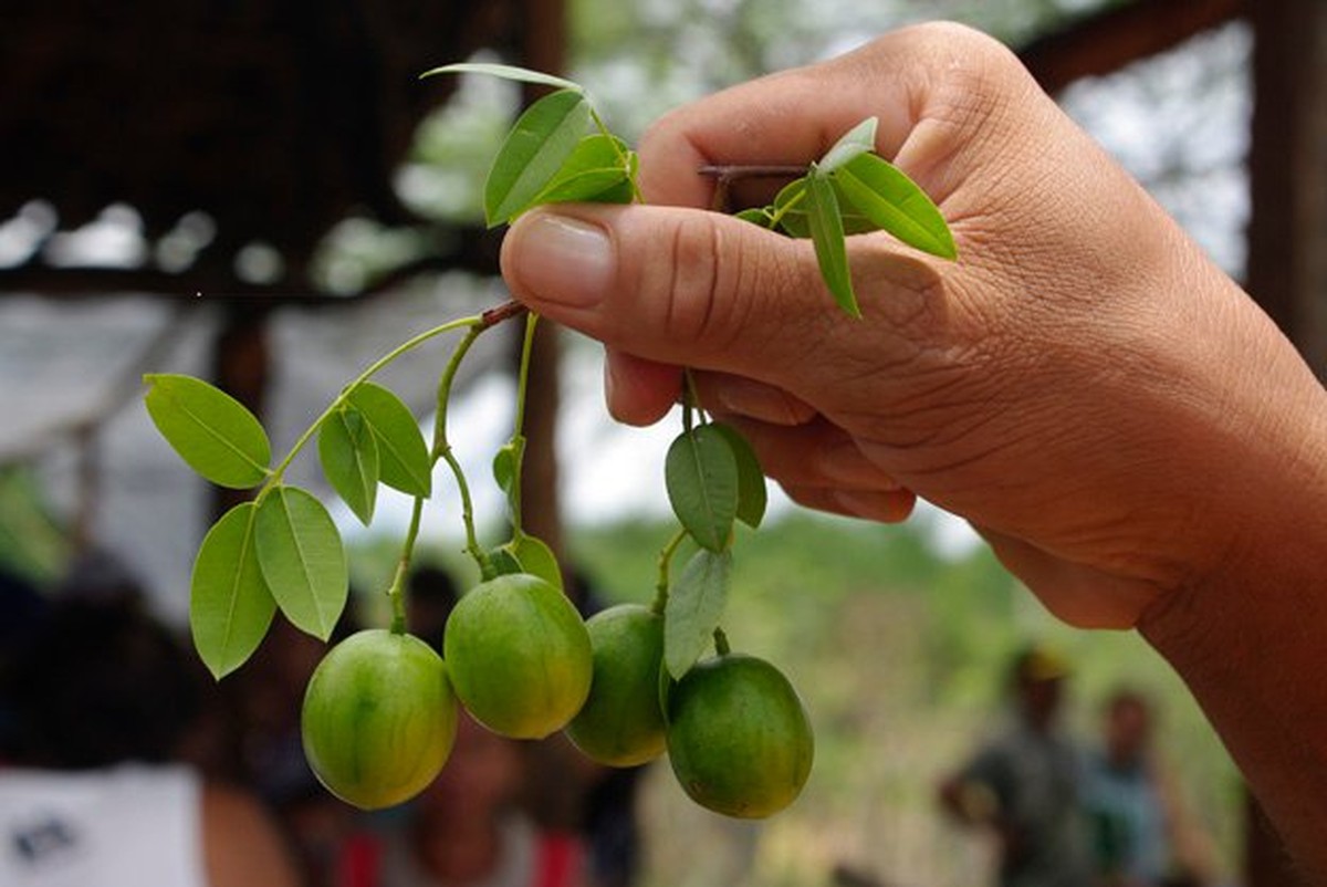 Seminário online discutirá produção e valorização do umbu | Petrolina e ...