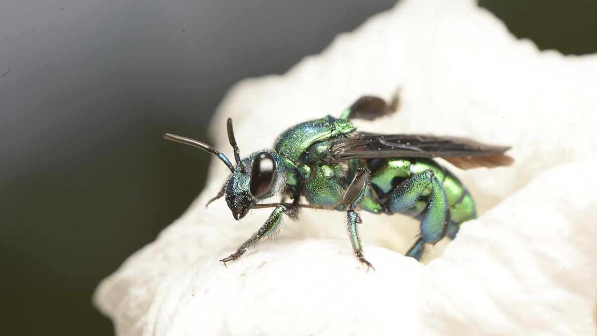 Abelhas das orquídeas: conheça o grupo de mais de 250 espécies | Terra ...