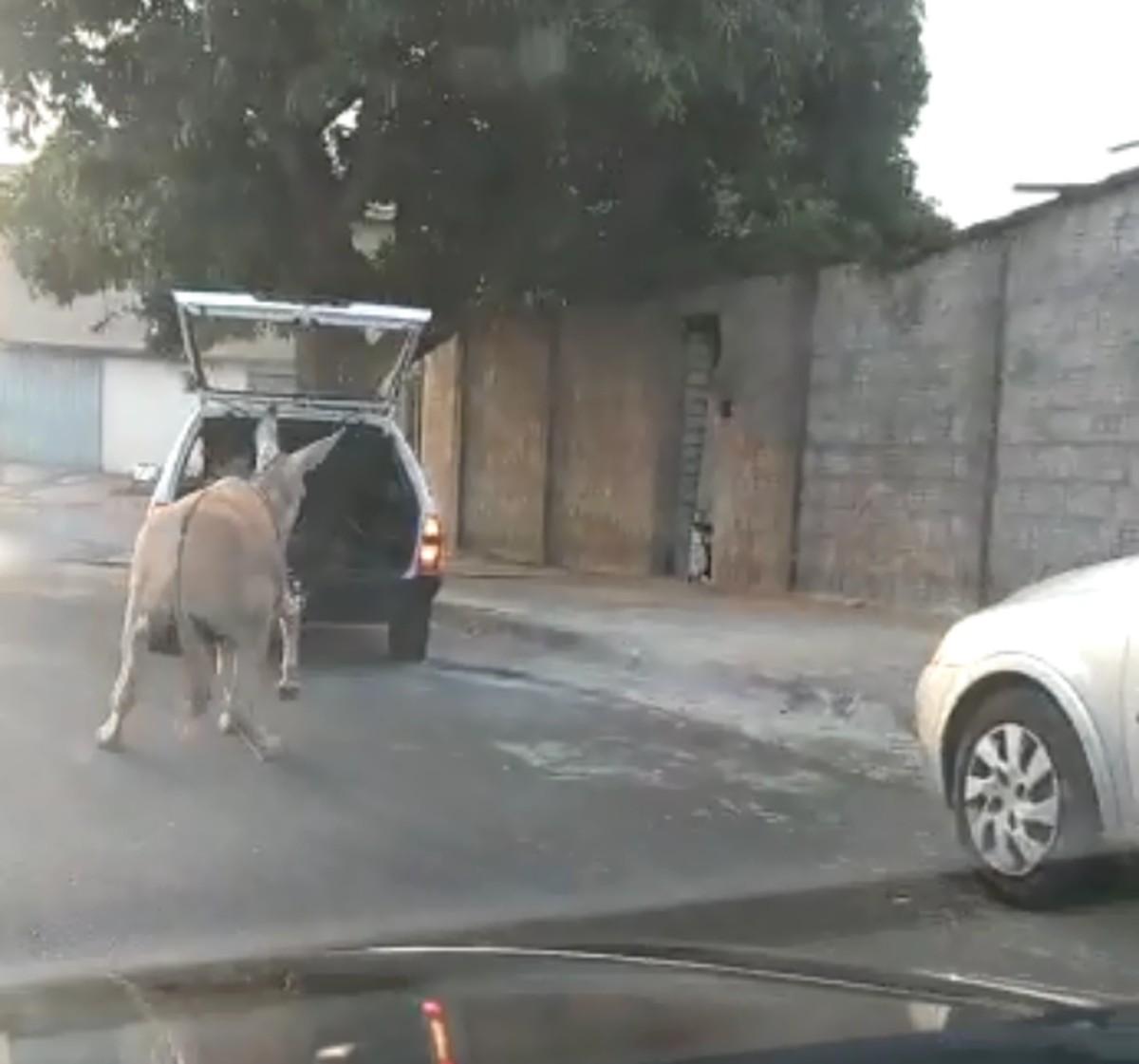 Burro flagrado sendo arrastado por carro tinha acabado de ser vendido ...