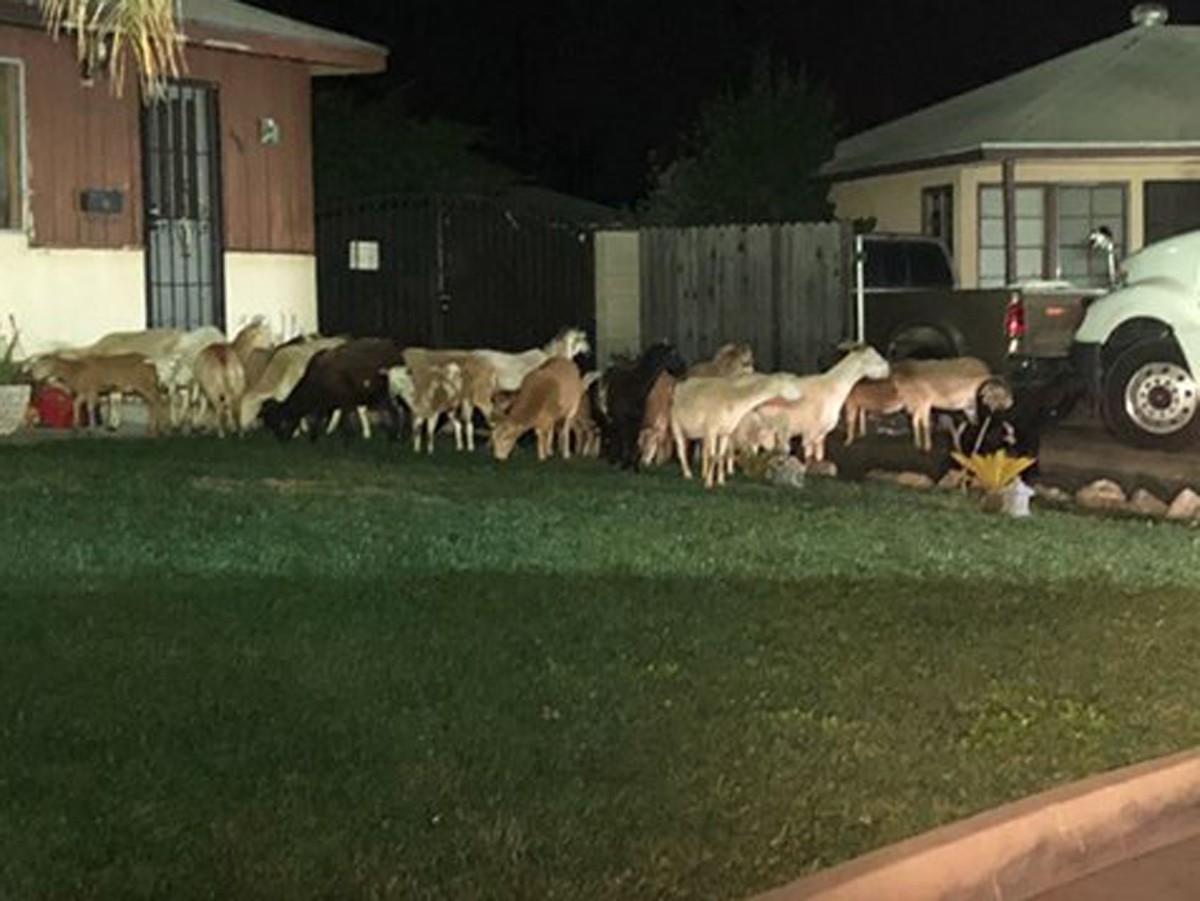 Burro 'lidera' rebanho fugitivo em 'excursão noturna' na Califórnia ...