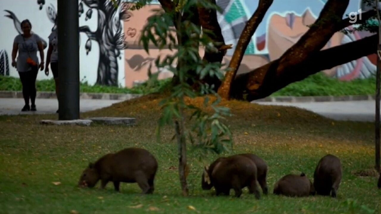 Dia da Capivara: dez vezes em que o maior roedor do mundo deu o que ...
